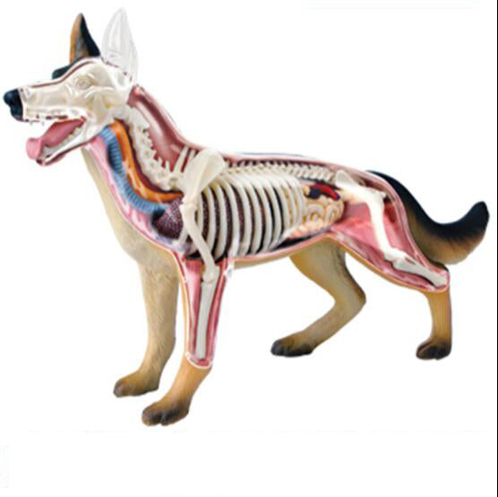 Veterinary 4D Dog Anatomical Model | KeeboVet – KeeboVet Veterinary ...